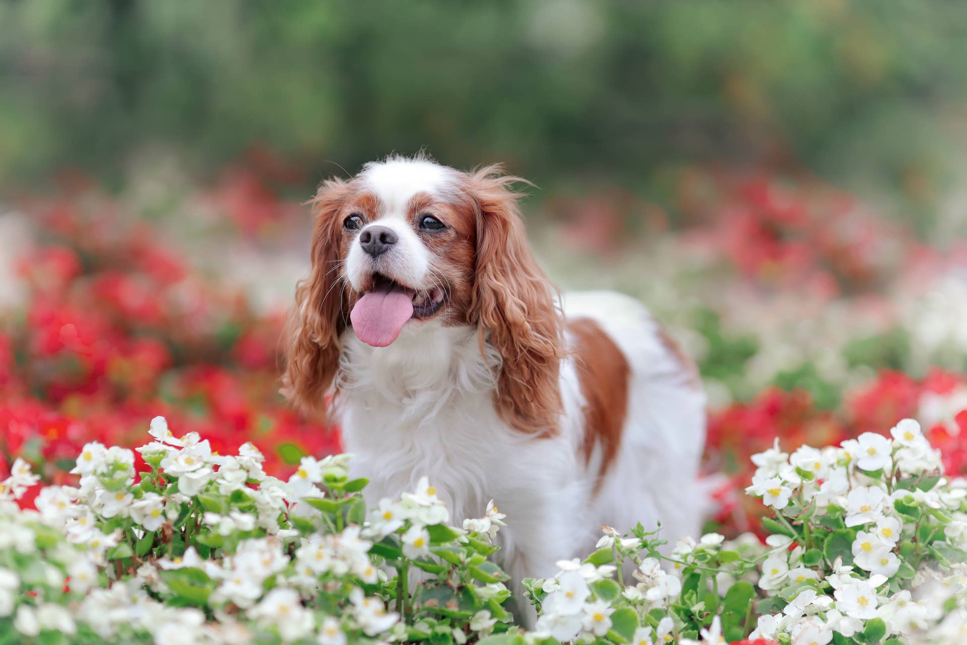 7 Softest Dog Breeds for Fluffy Fur Cuddling - Parade Pets