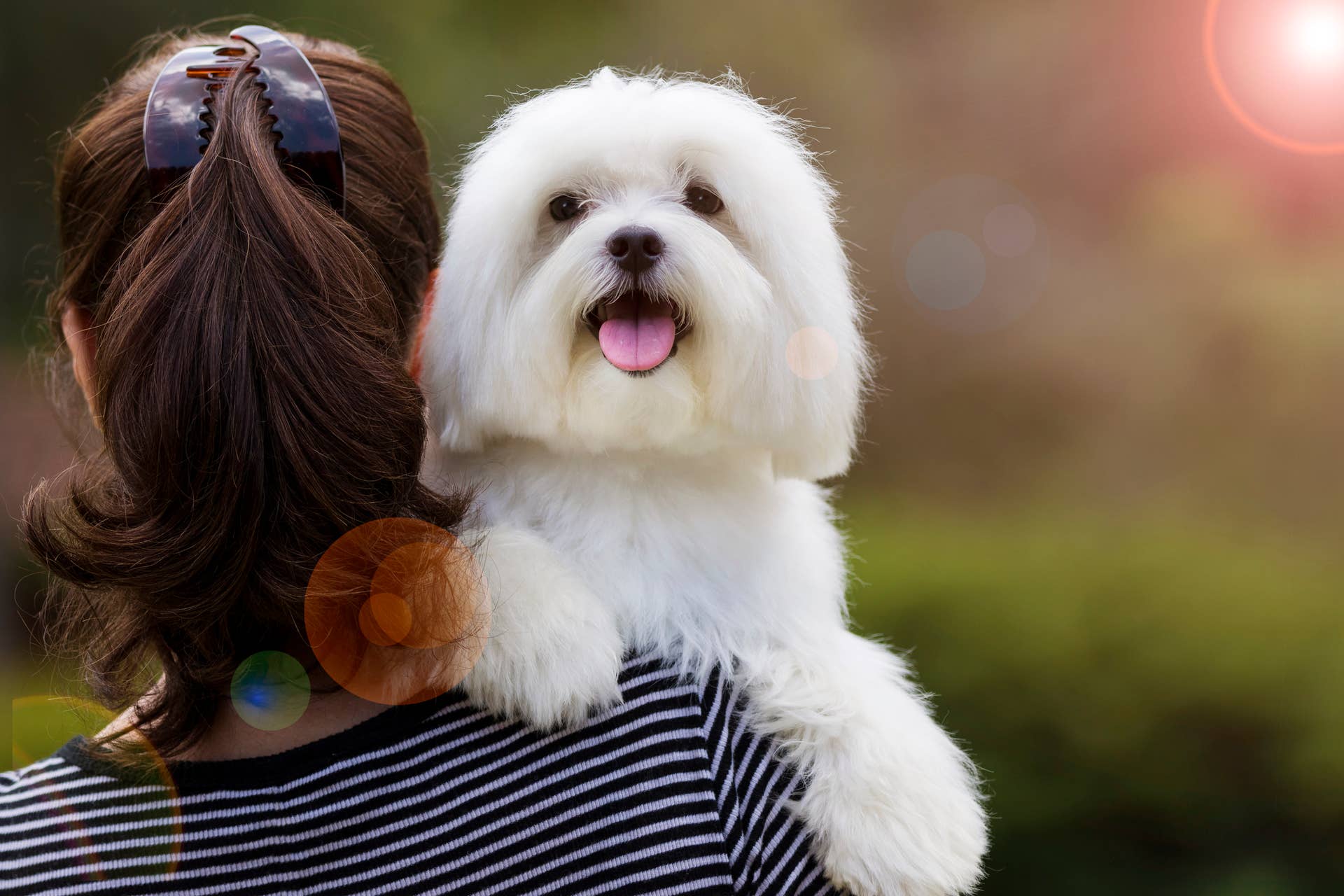 7 Softest Dog Breeds for Fluffy Fur Cuddling - Parade Pets