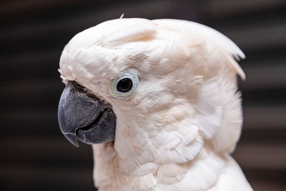 Cockatoo Who Bit His Mama Is Grounded From Watching 'Hamilton' and His ...