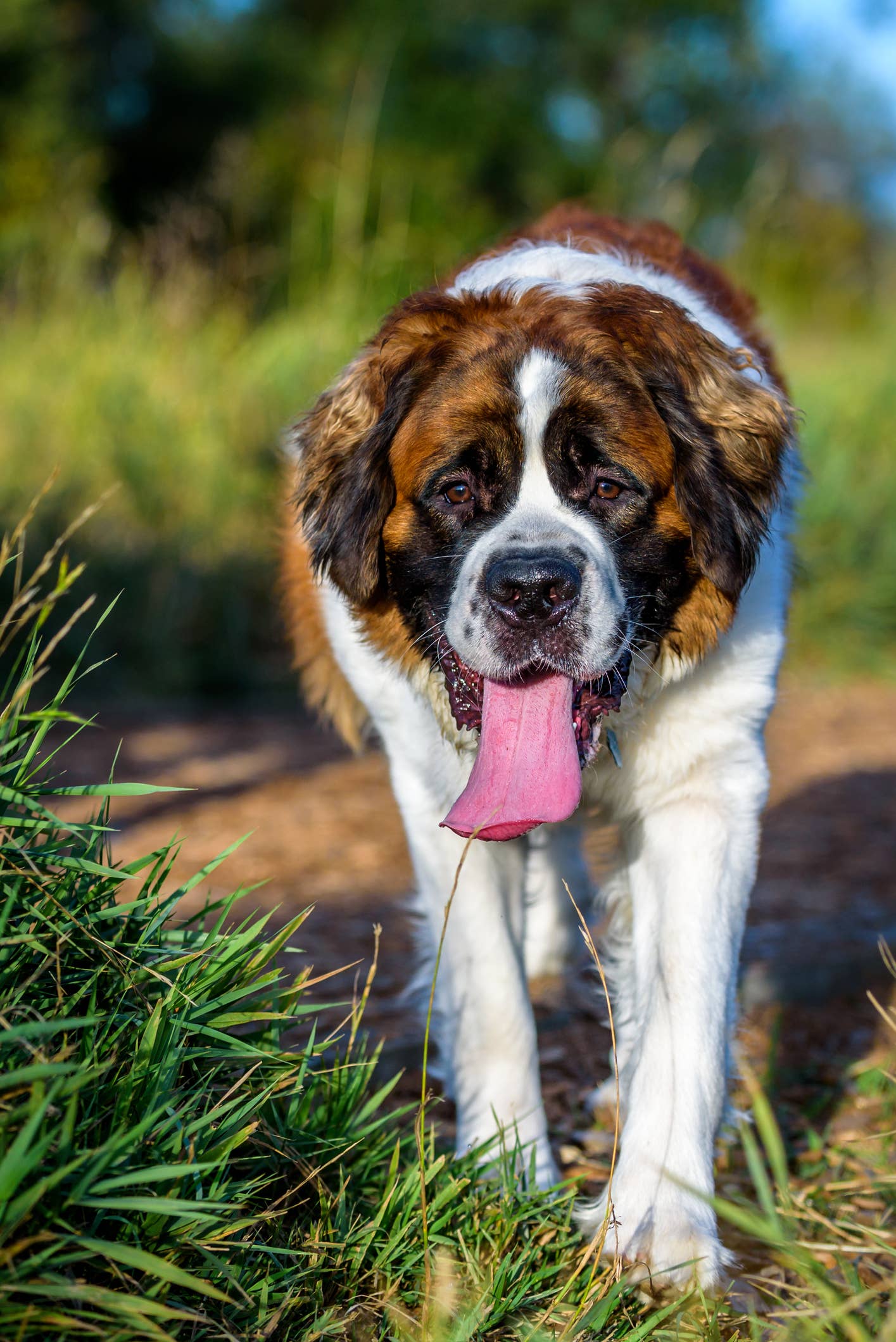7 Dogs That Drool A Lot, According to Vets - Parade Pets