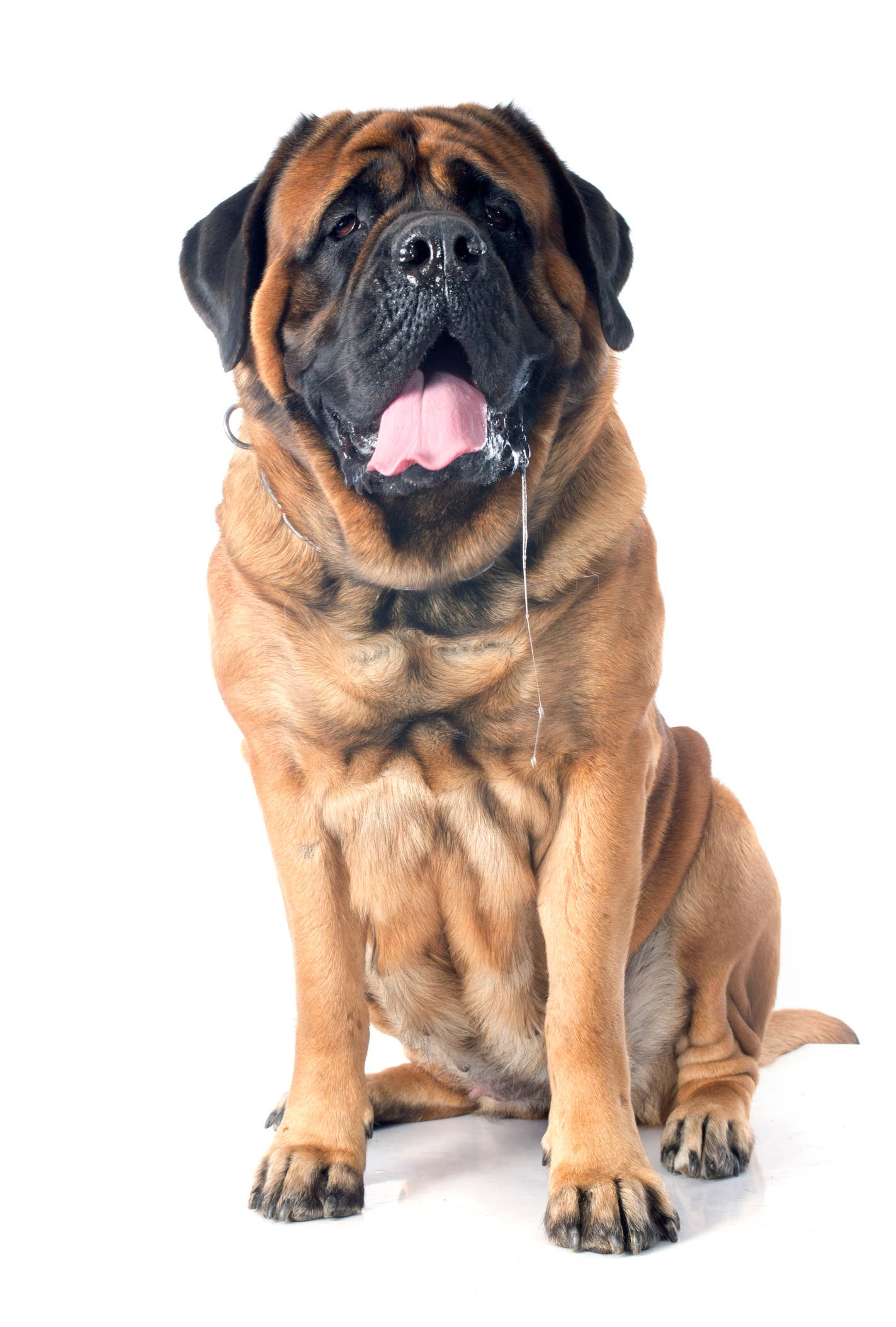 7 Dogs That Drool A Lot, According to Vets - Parade Pets