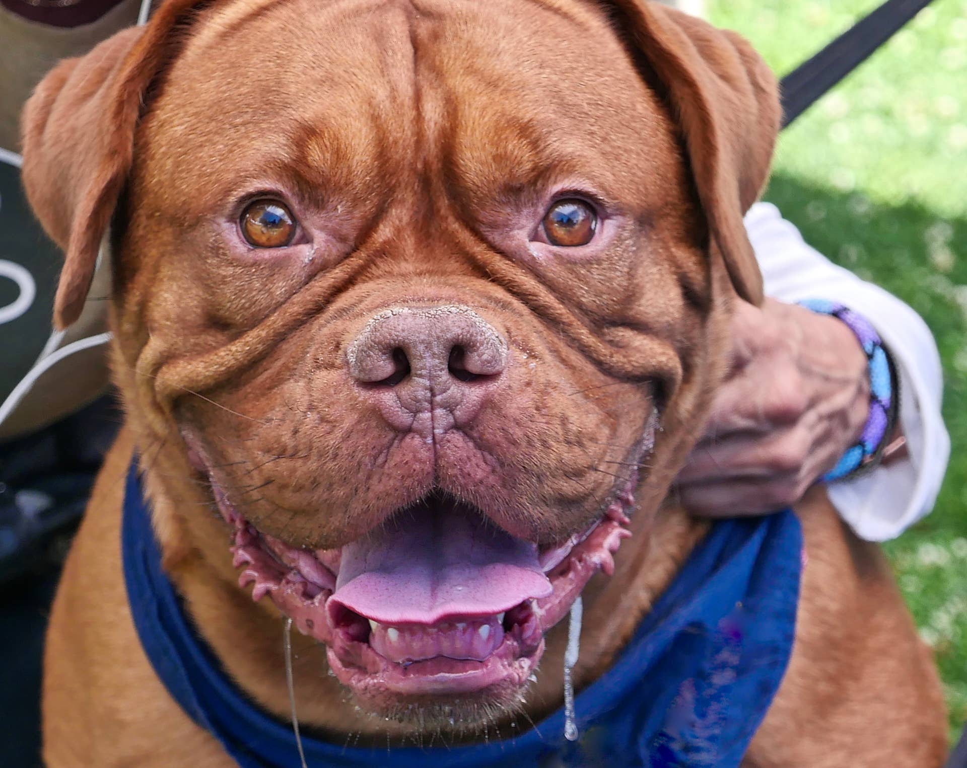 7 Dogs That Drool A Lot, According to Vets - Parade Pets