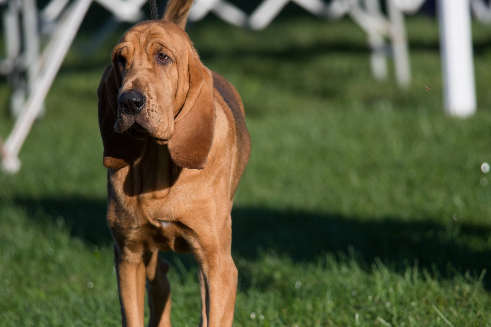 7 Dogs That Drool A Lot, According to Vets - Parade Pets