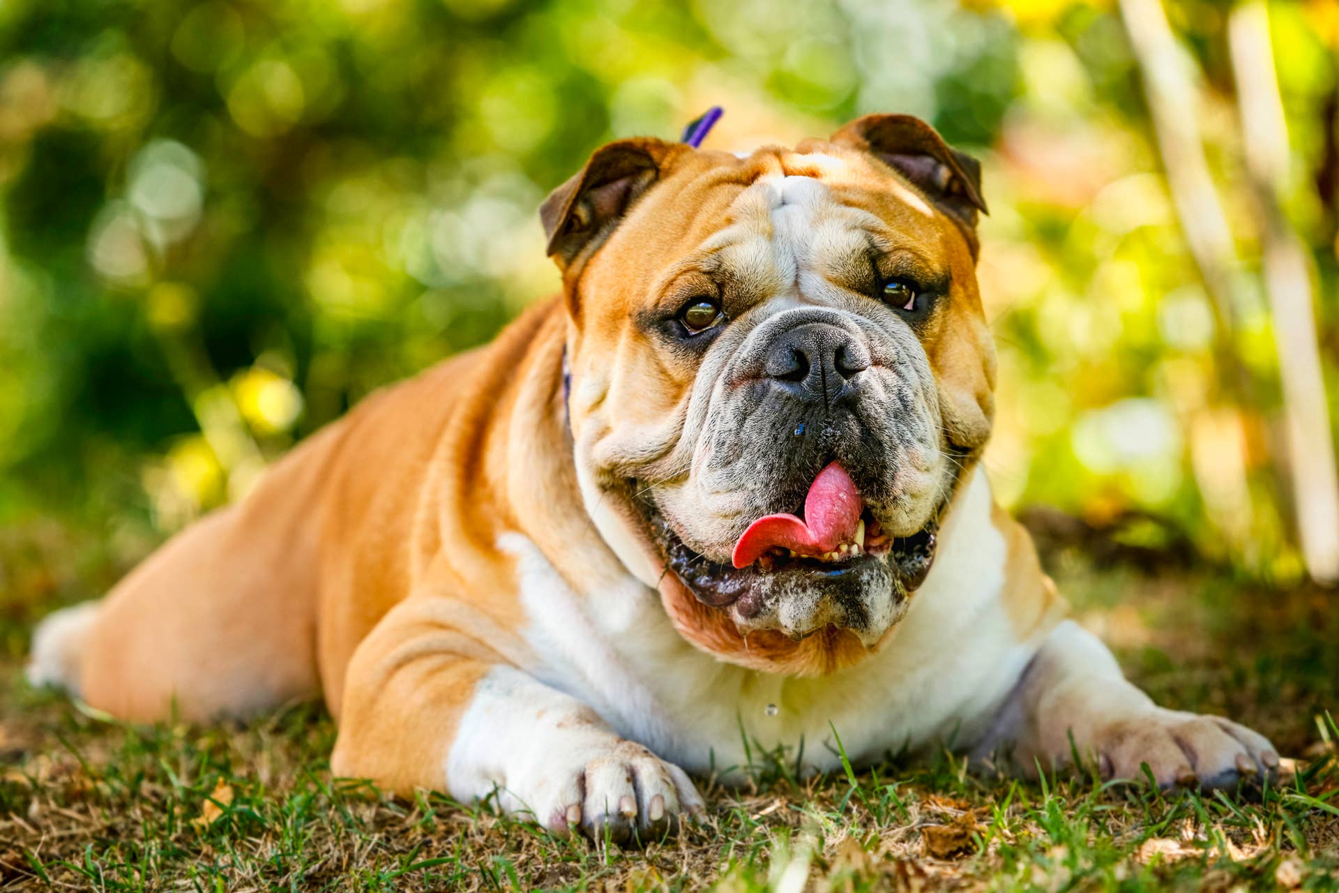 7 Dogs That Drool A Lot, According to Vets - Parade Pets