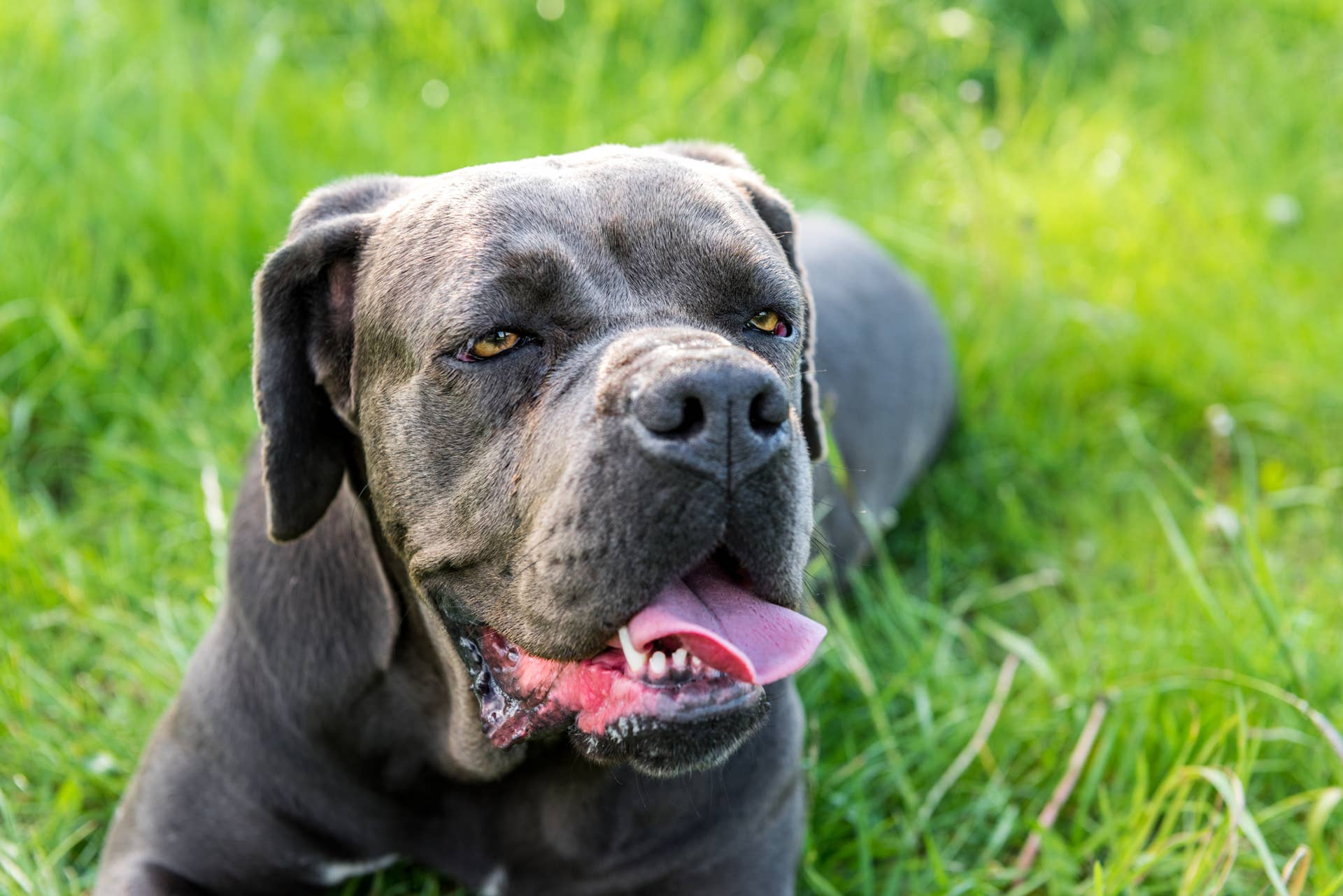 7 Dogs That Drool A Lot, According to Vets - Parade Pets