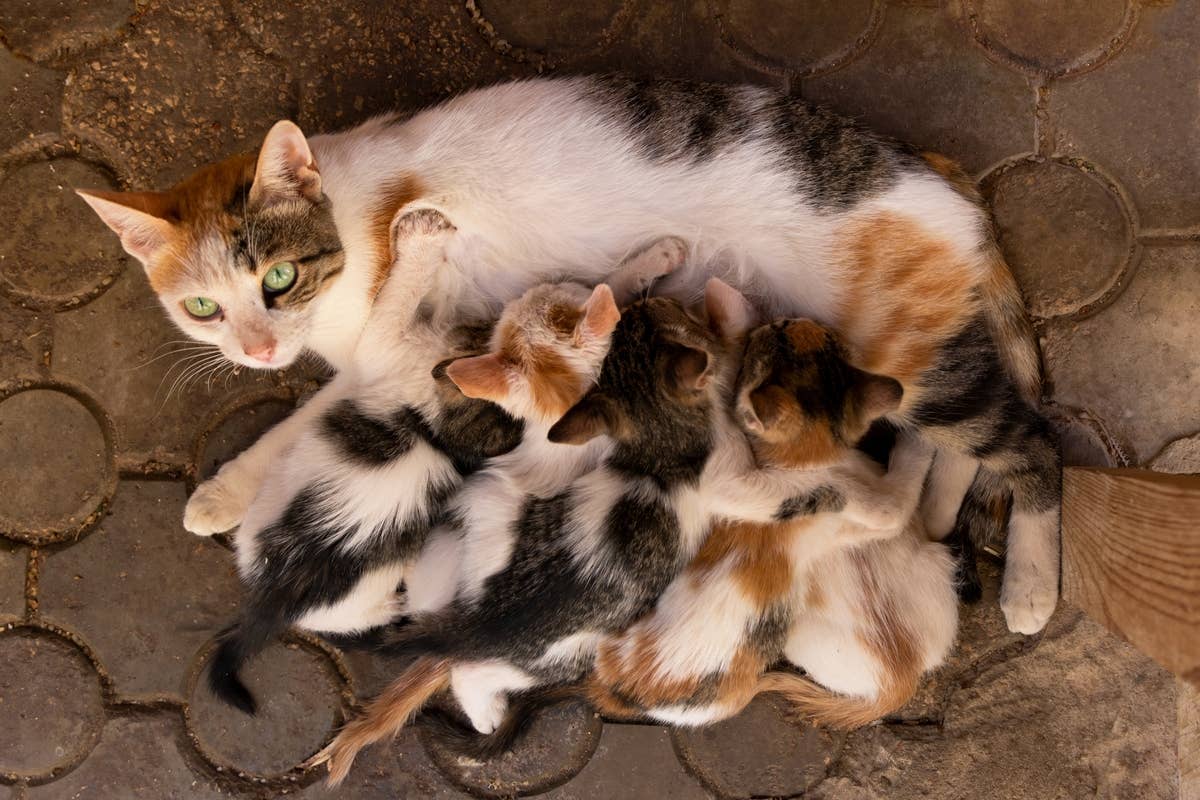 Stray Mama Cat Bringing Kittens To Meet Favorite Humans Is Cuteness ...