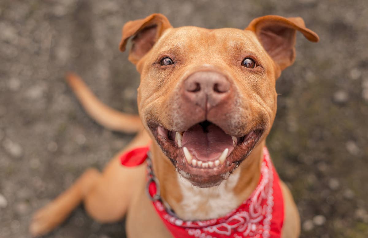 'Broken' Rescue Pit Bull Has Most Beautiful Transformation After ...