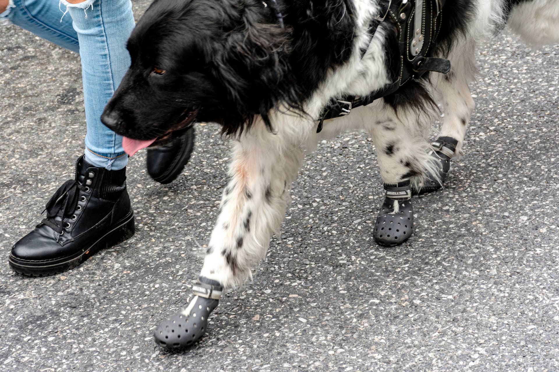 These Versatile Slip-On Dog Shoes Are Making a Comeback - Parade Pets