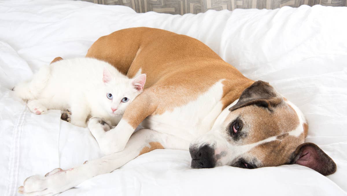 Cat Rescued From Under Deck Finds His Calling As 'Physical Therapist ...