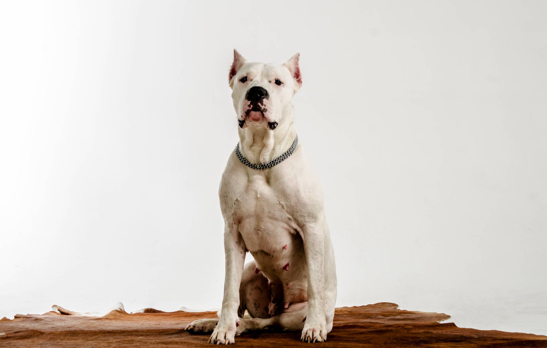 7 Most Muscular Dogs, According to Experts - Parade Pets