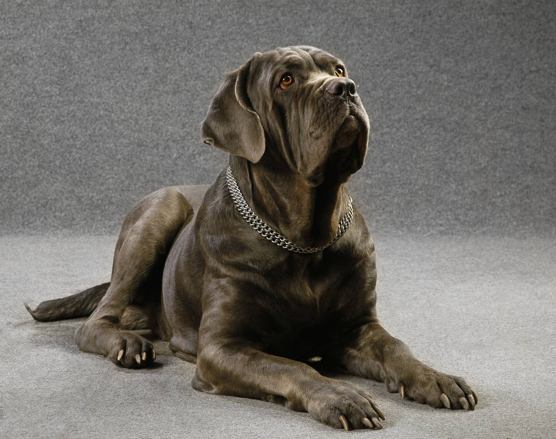 7 Most Muscular Dogs, According to Experts - Parade Pets