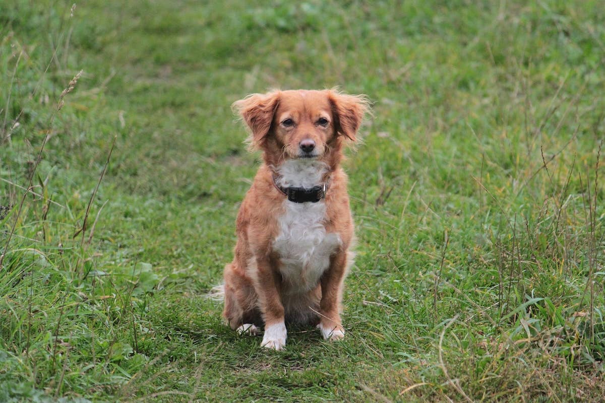Little Foster Dog 'Tiki' Who Went Viral Just Became His Family's ...