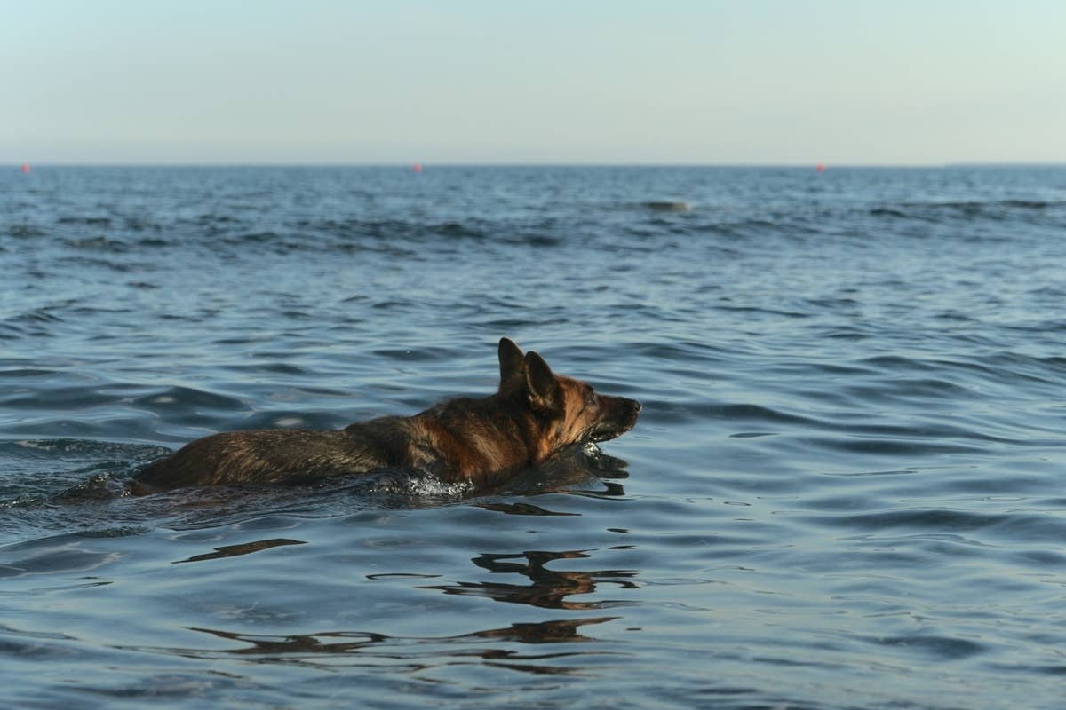 German Shepherd Pool Day: Dad's Budget Backyard Pool Goes Viral ...
