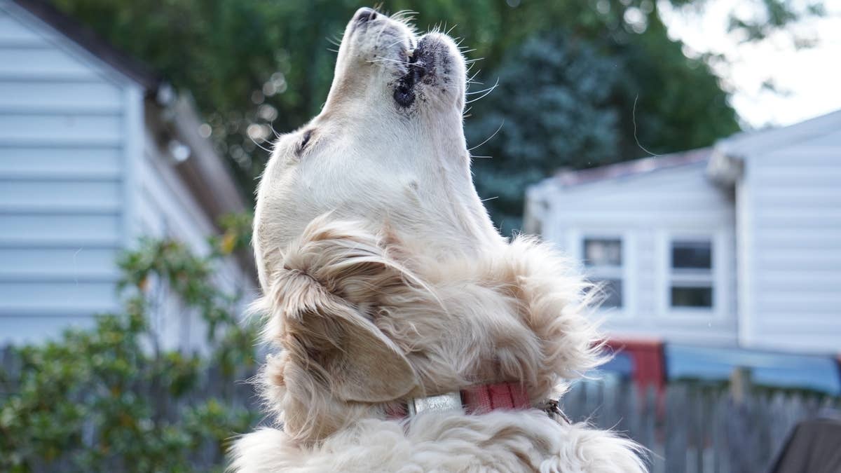 Golden Retriever Practices Her Epic Howl and Would Even Make Huskies ...