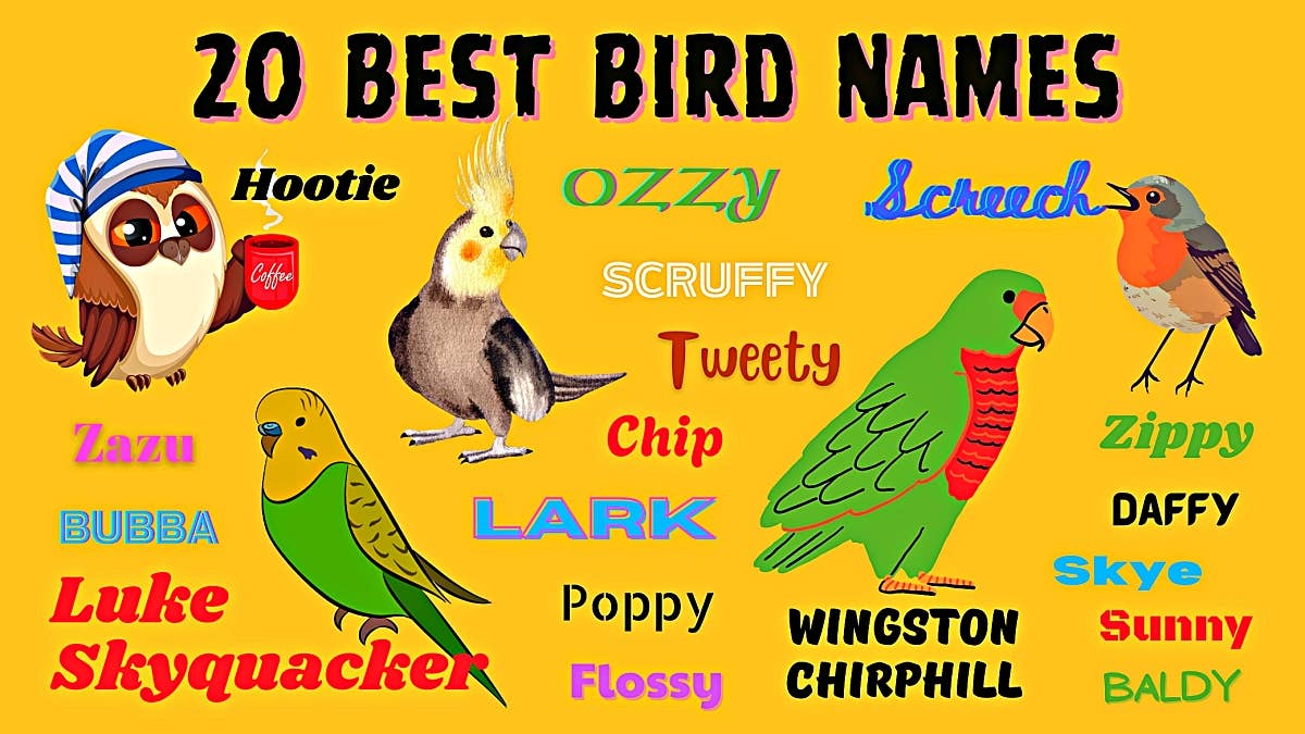 The 150 Best Bird Names - Parade Pets