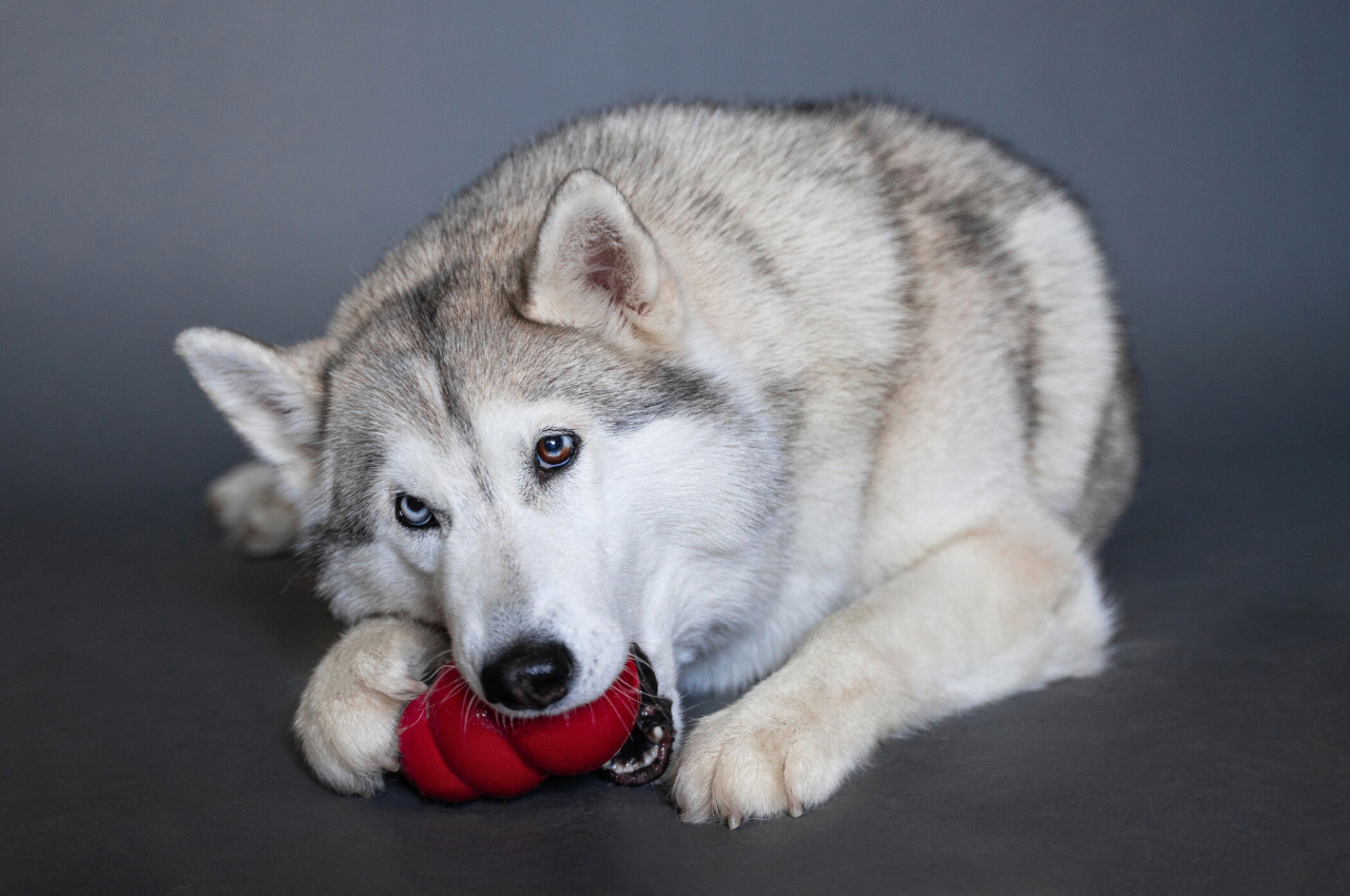Is Your Dog a Righty or a Lefty? Here’s How to Tell! - Parade Pets