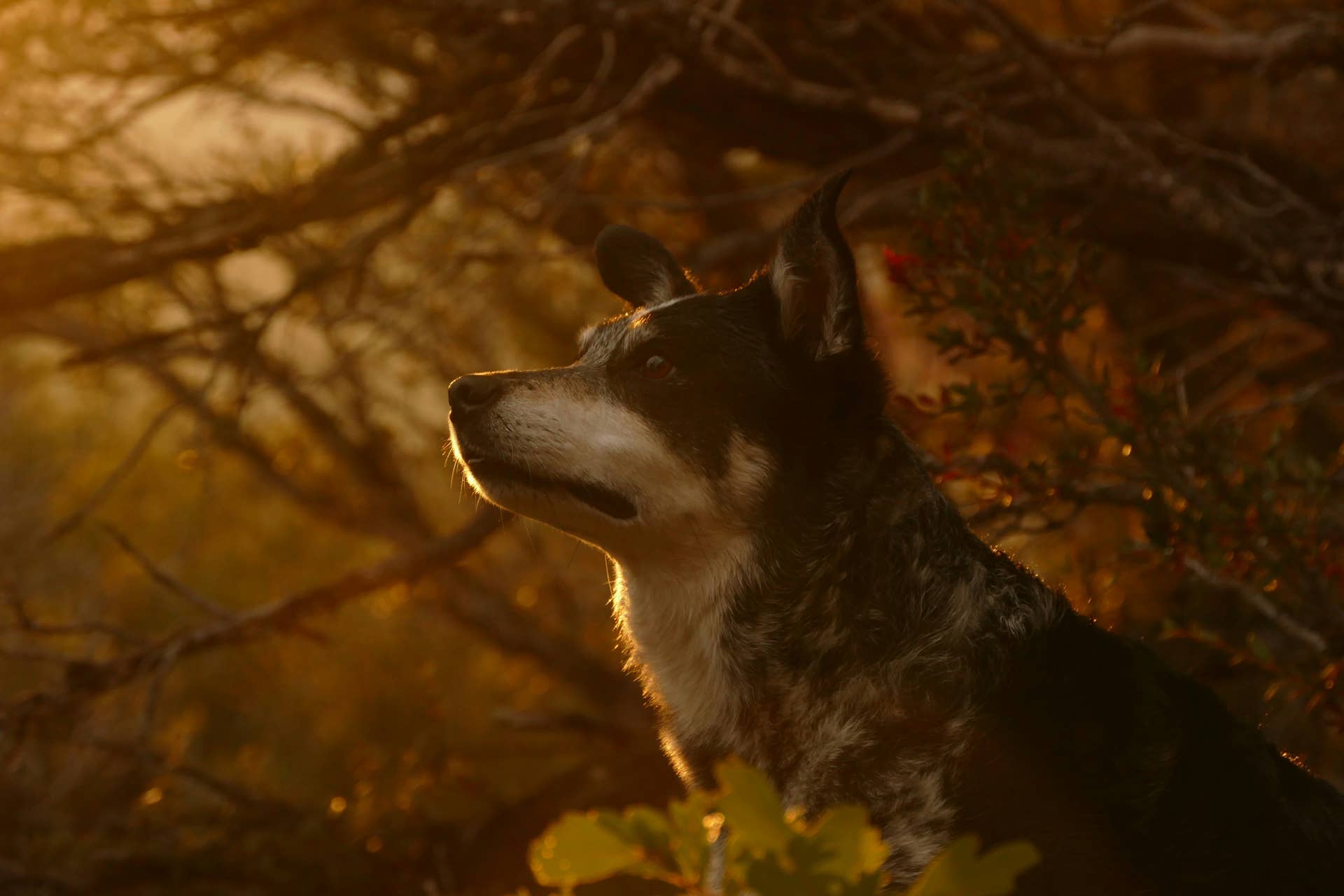 Does a Full Moon Affect Dogs? Experts Weigh In - Parade Pets