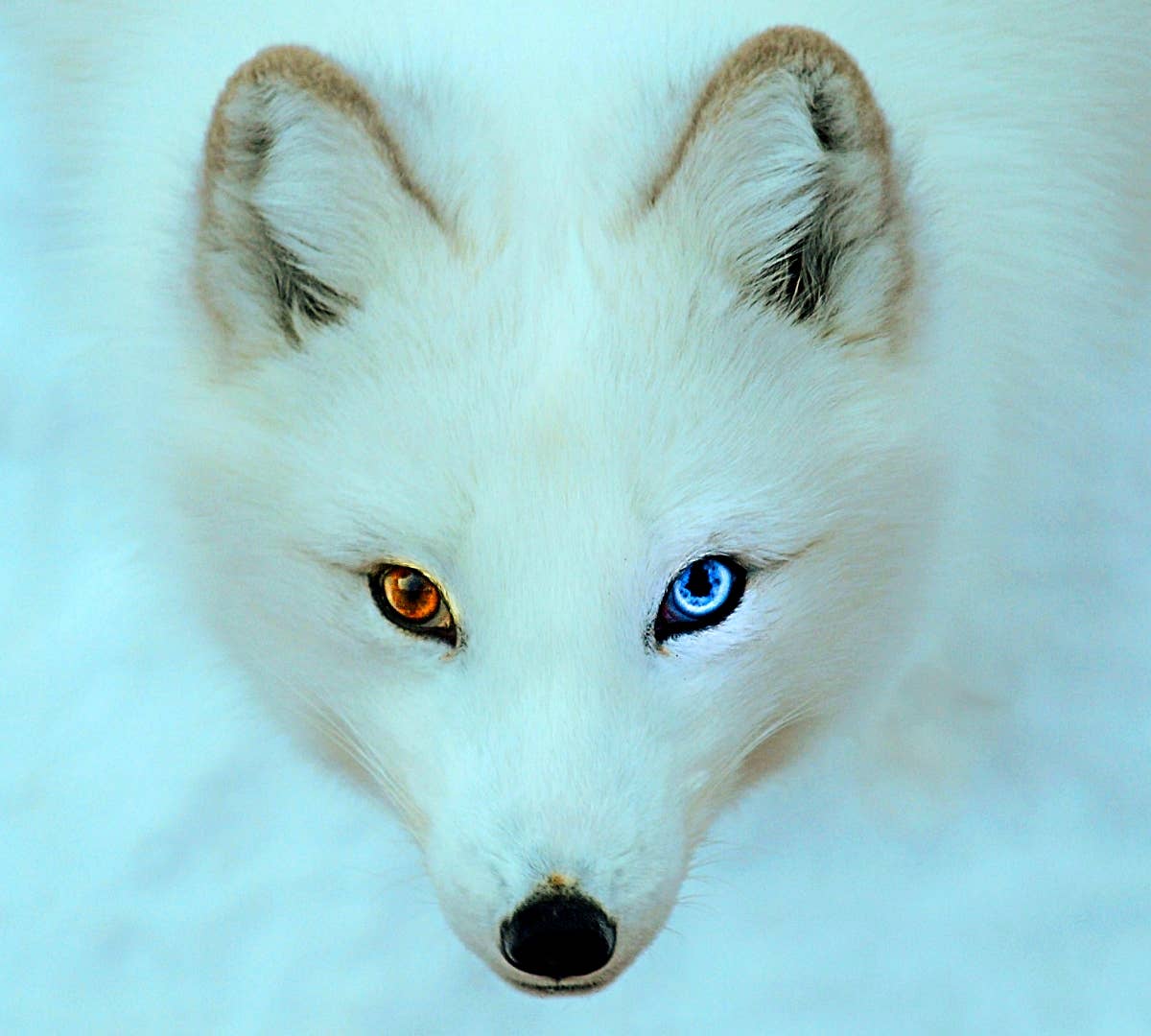 55 Cutest Animals From Around the World - Parade Pets