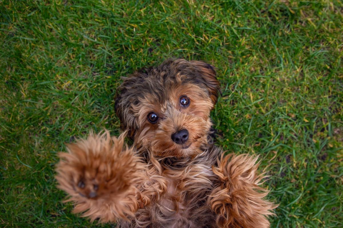Adorable Cavapoo Littermates ‘Reunite’ by Chance on the Street and ...