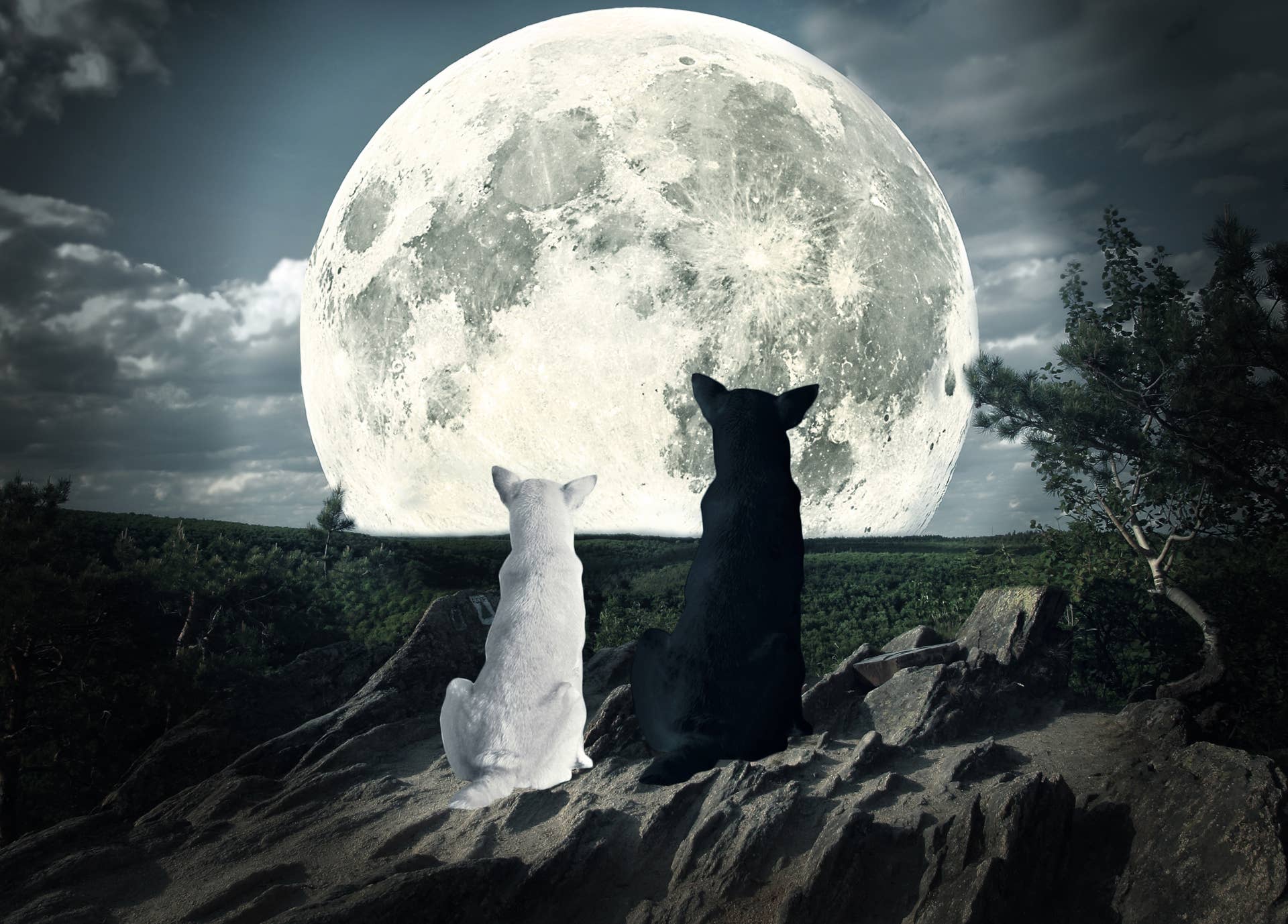 Does a Full Moon Affect Dogs? Experts Weigh In - Parade Pets