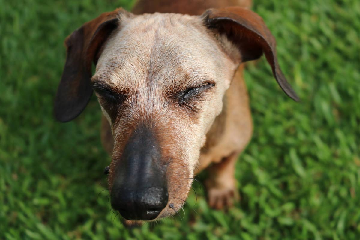 20-Year-Old Shelter Dachshund With 'Nowhere to Go' Has the Internet in ...