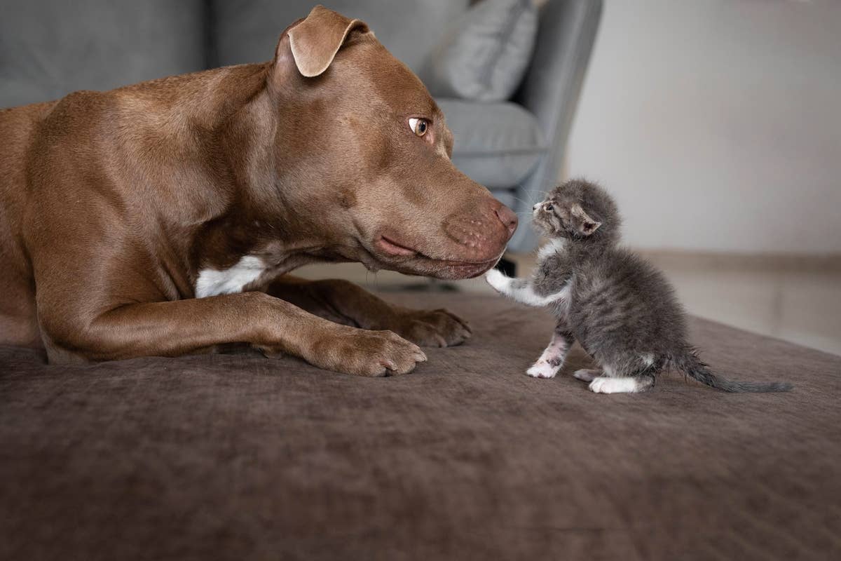 Sweet Pit Bull Raised by Cats Is Obsessed With Tiny Beds Just Like Them ...