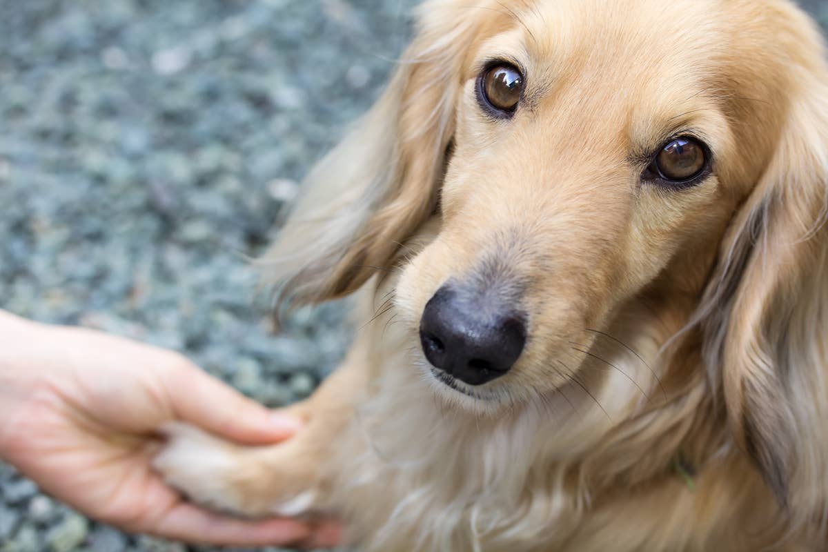 Mini Dachshund's Rare 'Natural Mask' Makes Him Look Like a Work of Art ...