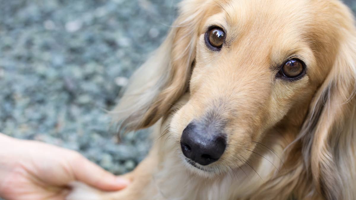 This Blind Dachshund Showed up to a Playdate With Zero Vision and ...