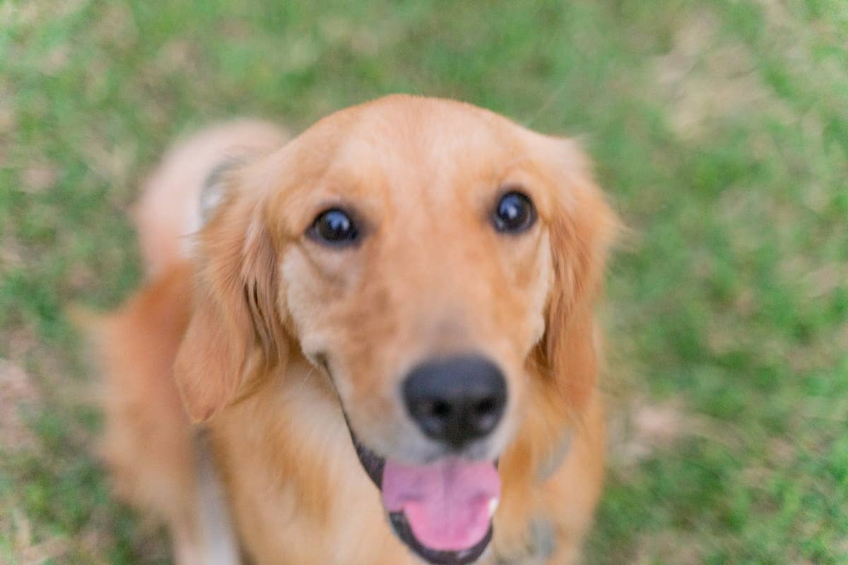 Golden Retriever ‘Donut Drags’ Himself To Bed and Becomes Innovator of ...