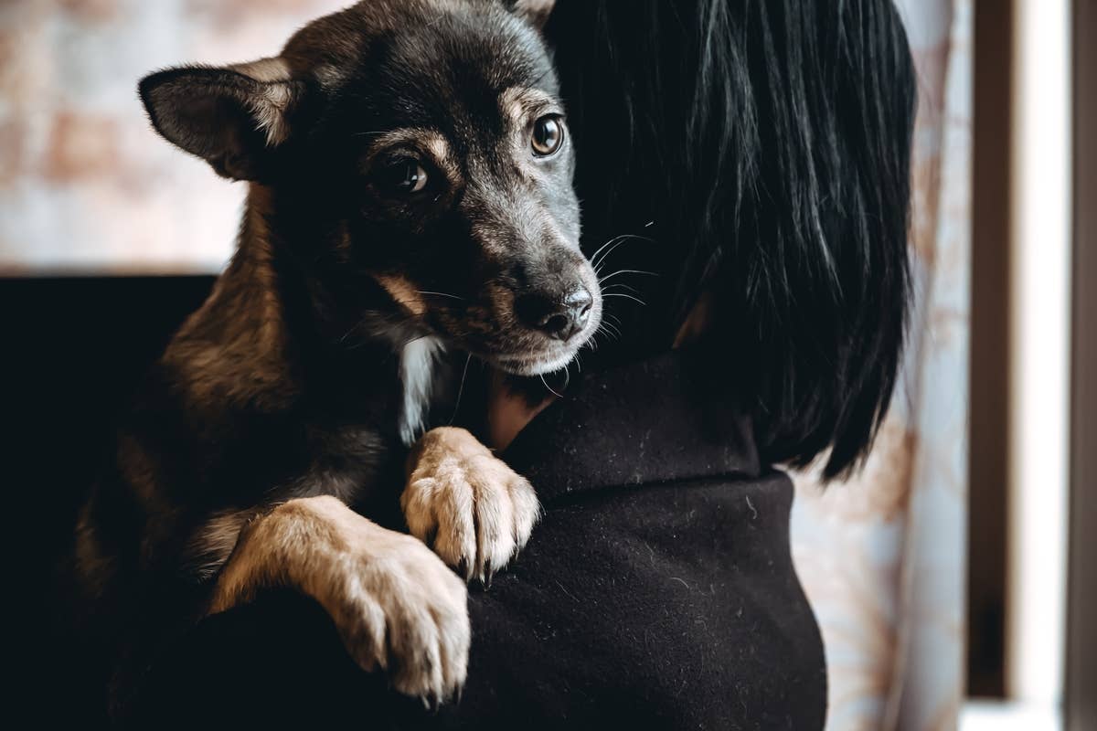 Shelter Dog Thinks He’s Being Returned, but Gets Adopted Instead ...