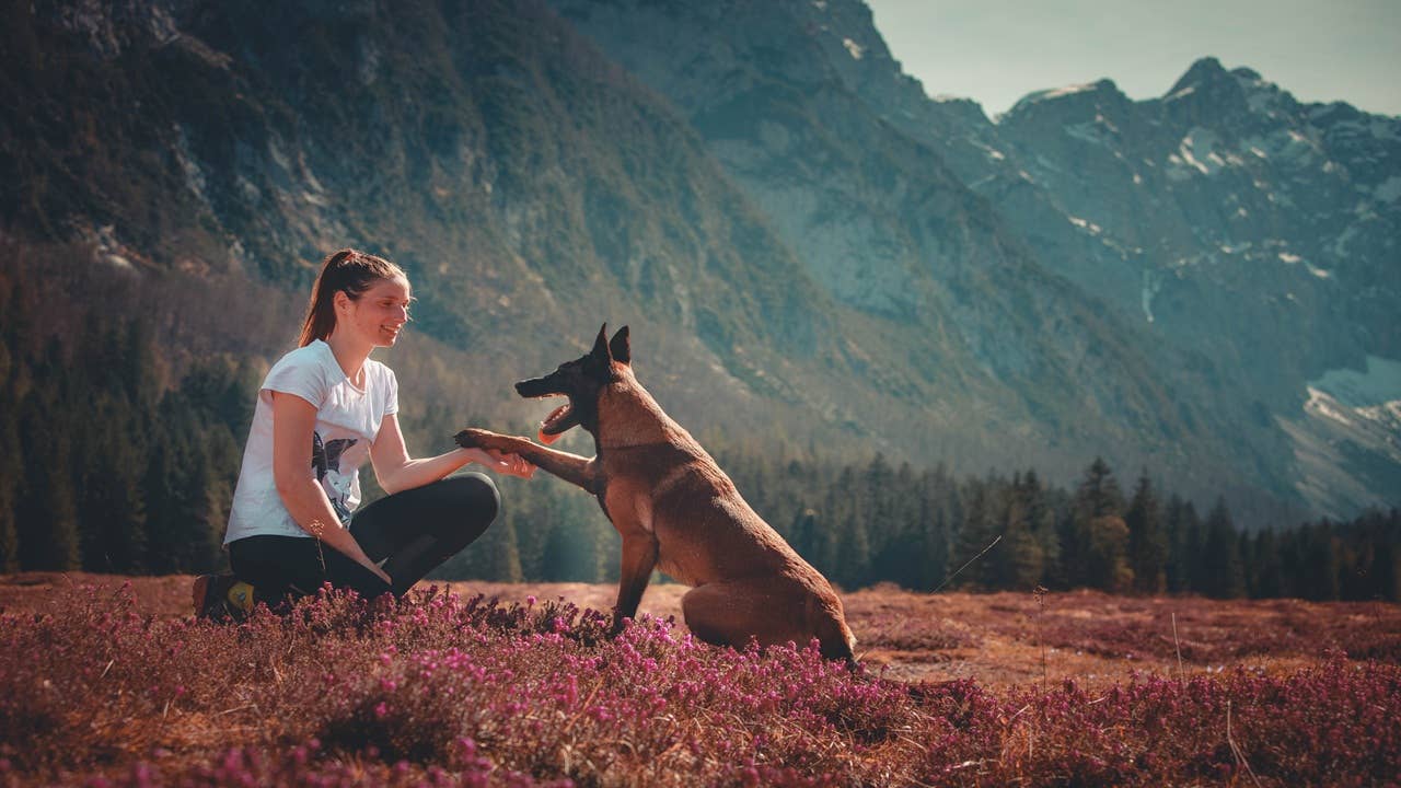 200+ Best Quotes About a Dog's Love and Loyalty - Parade Pets