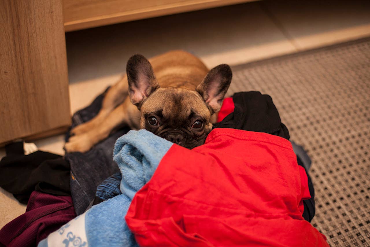 Why Do Dogs Sleep on Your Clothes? A Vet Explains - Parade Pets