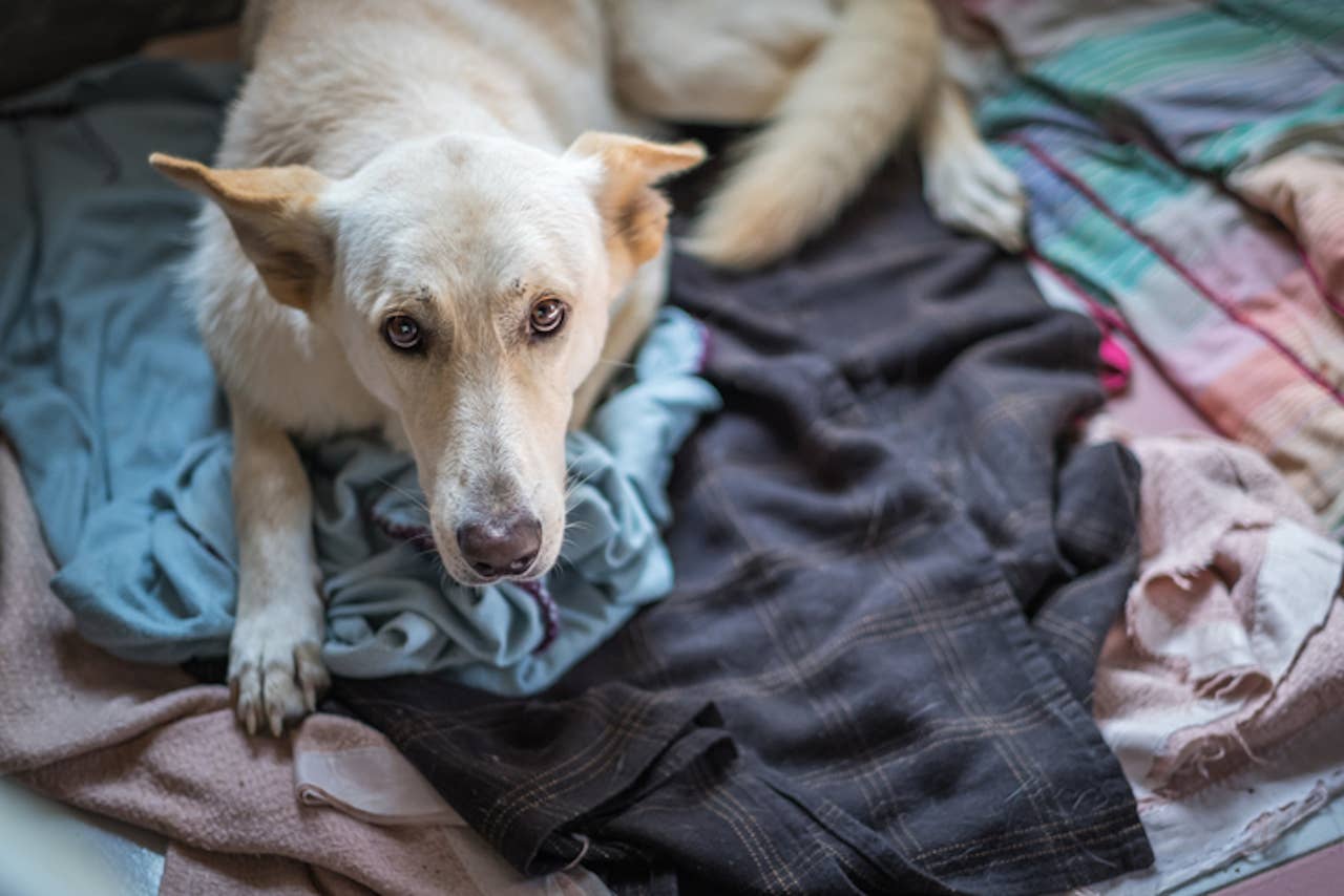 Why Do Dogs Sleep on Your Clothes? A Vet Explains - Parade Pets