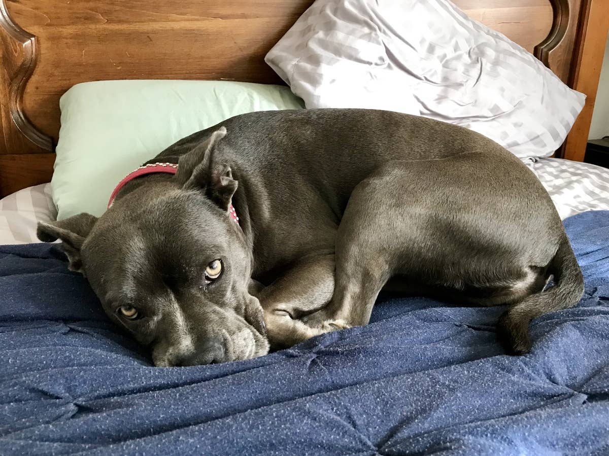 Pit Bull Peacefully Protests Being Put in Dog Bed Rather Than Human Bed ...