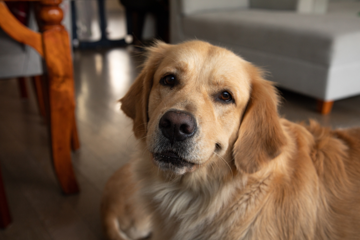 Golden Retriever Goes Viral After Sneaking Into Neighbor's Home To See ...