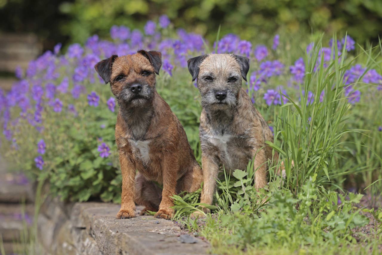 26 Calm Dog Breeds That Like To Chill (Small & Big) - Parade Pets