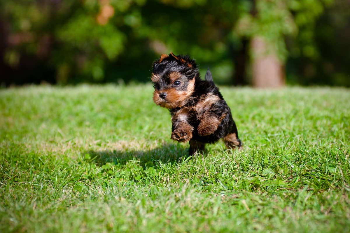 Yorkie Puts on ‘Zoomie Show’ for Baby Sister and Her Giggles Are ...
