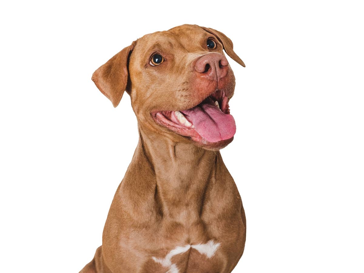 Dog Missing for a Year Reunites With Dad and We're Crying - Parade Pets