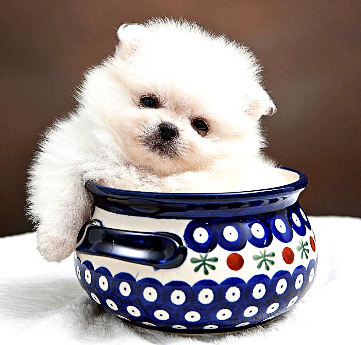 25 Most Popular Teacup Dogs - Parade Pets
