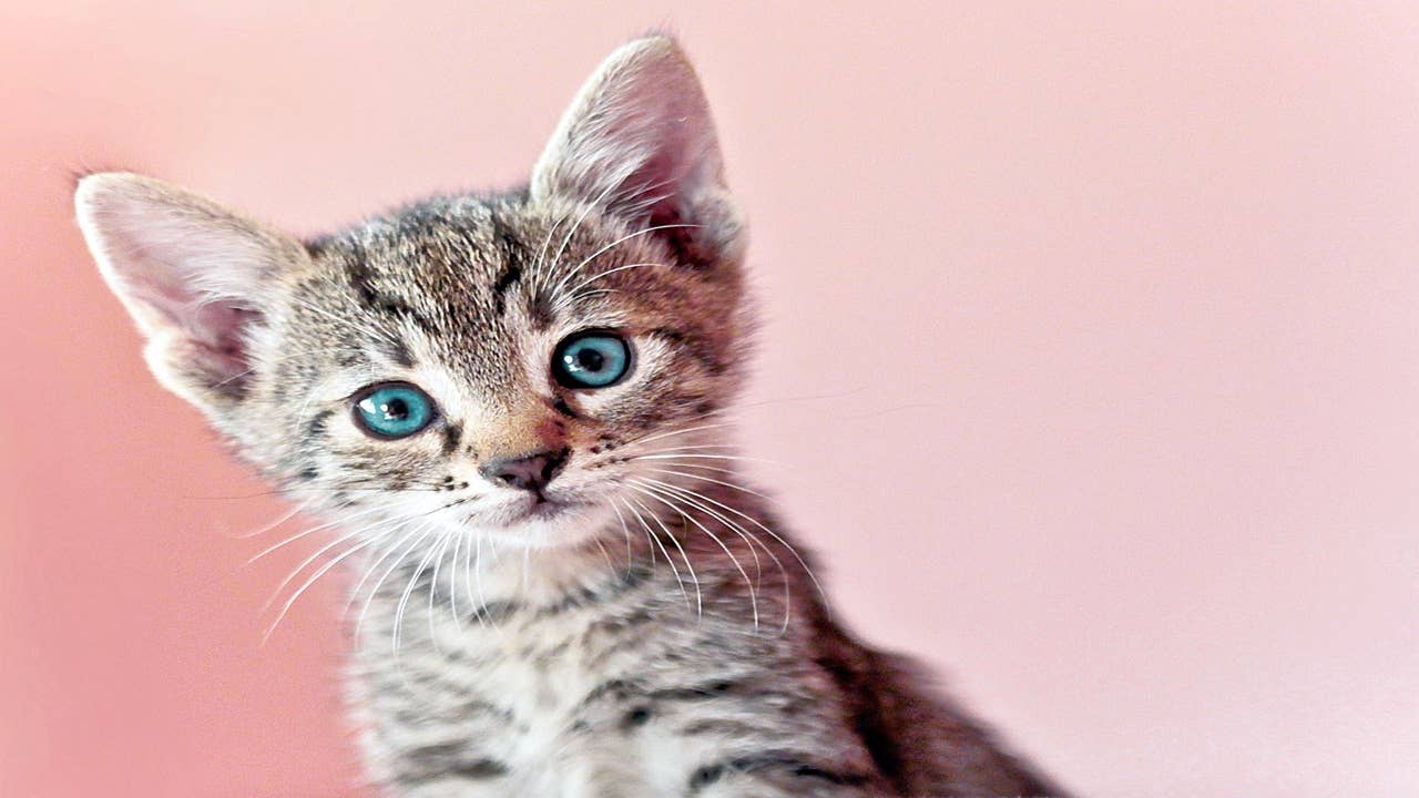 The Most Popular Cat Name for 2025, New Study Reveals - Parade Pets