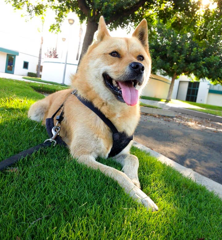 5 Yellow Dog Breeds, According to Experts - Parade Pets