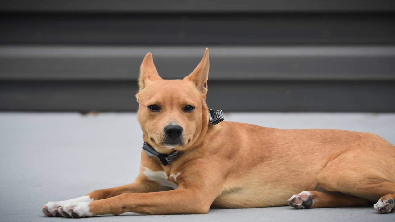 5 Yellow Dog Breeds, According to Experts - Parade Pets