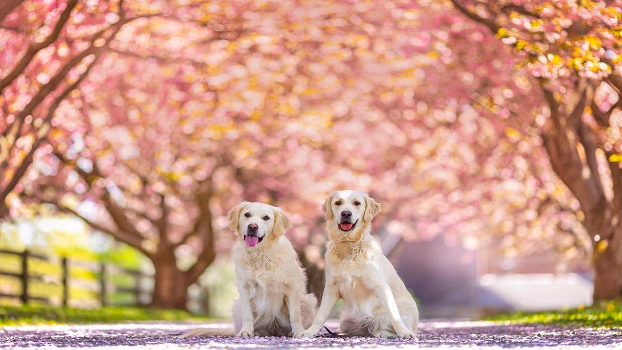 5 Yellow Dog Breeds, According to Experts - Parade Pets