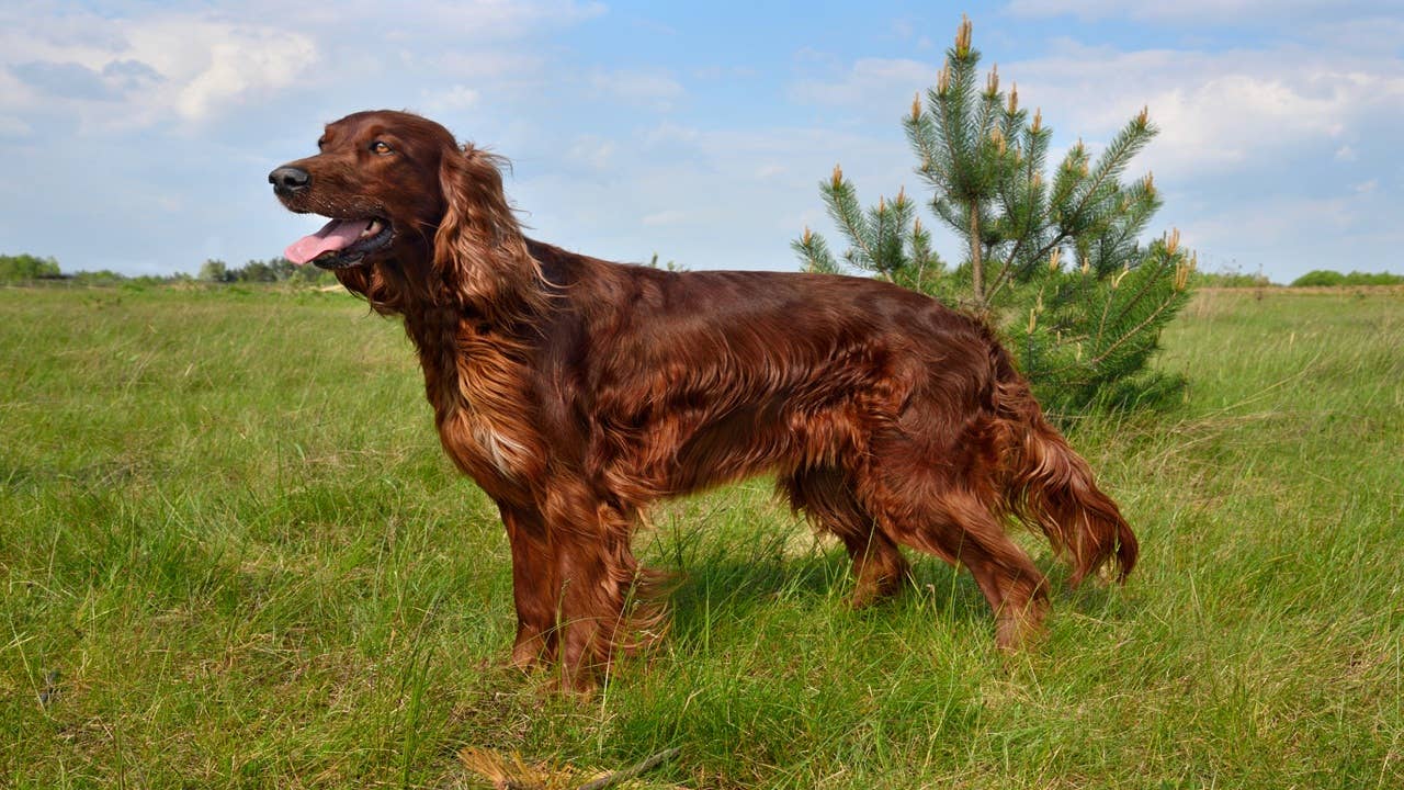 6 Dogs With Floppy Ears: Expert Tips, Traits, Health & More - Parade Pets