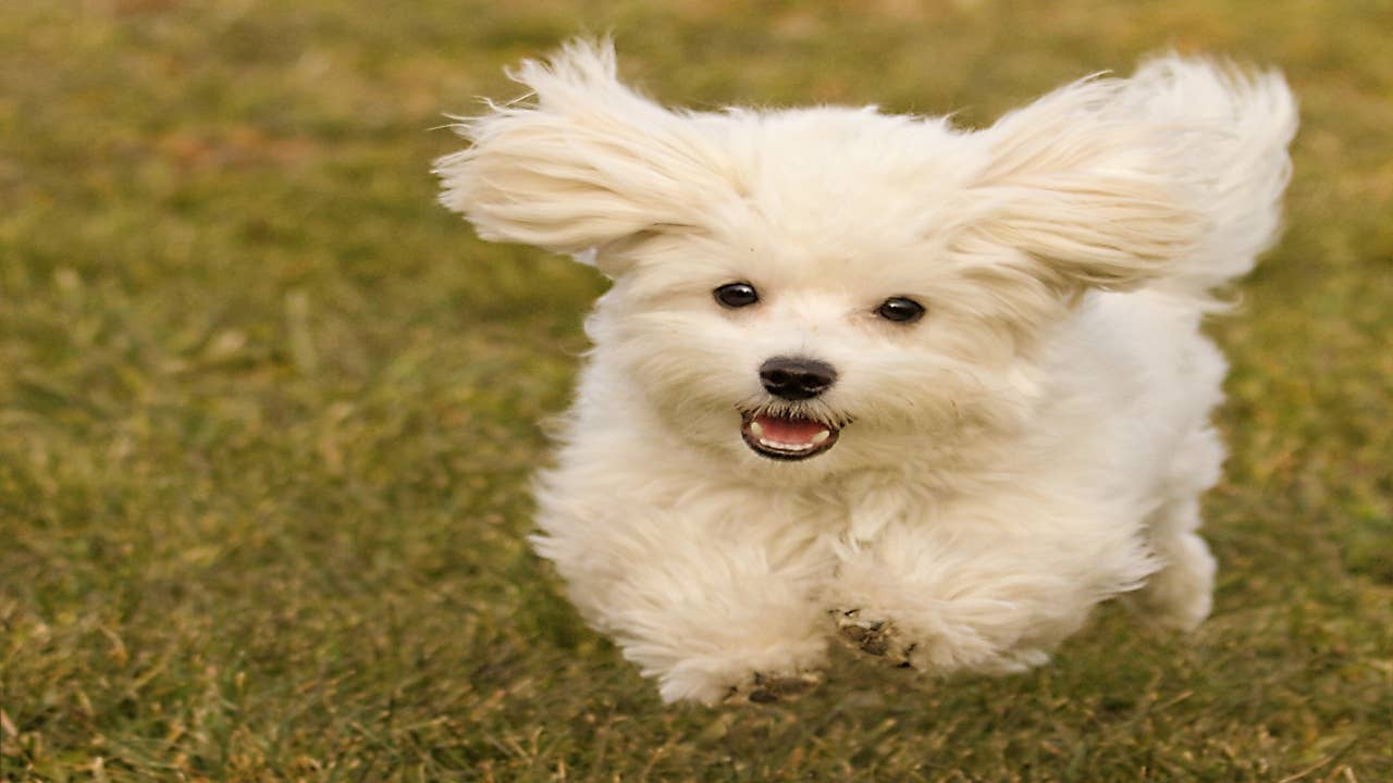 6 Dogs With Floppy Ears: Expert Tips, Traits, Health & More - Parade Pets