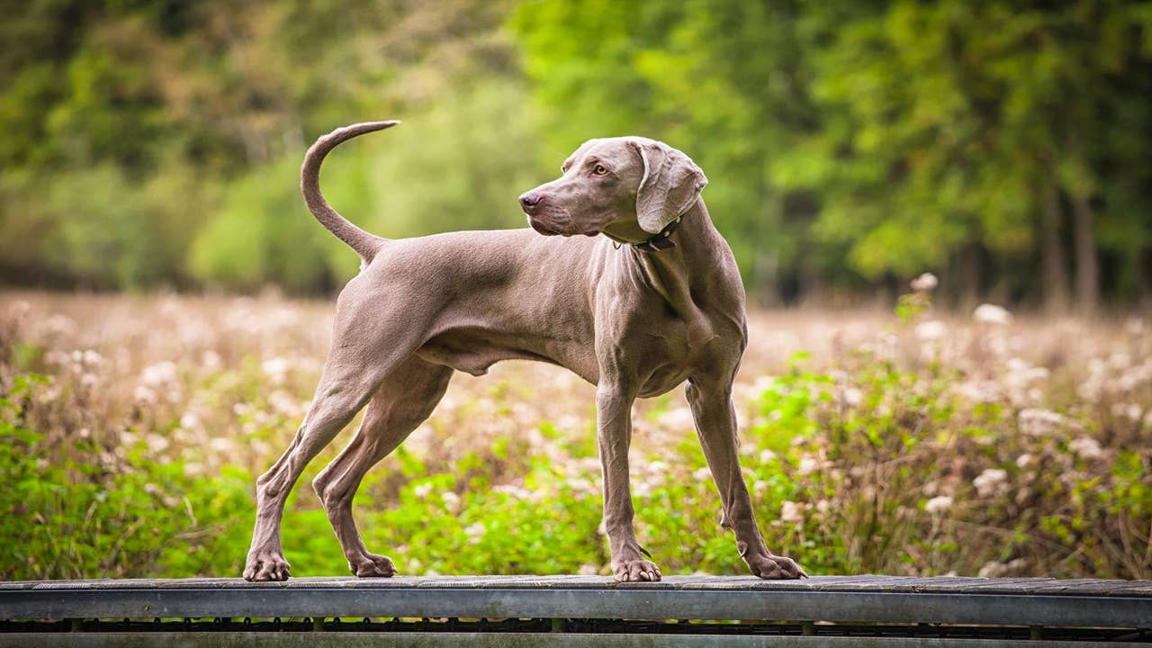 6 Dogs With Floppy Ears: Expert Tips, Traits, Health & More - Parade Pets