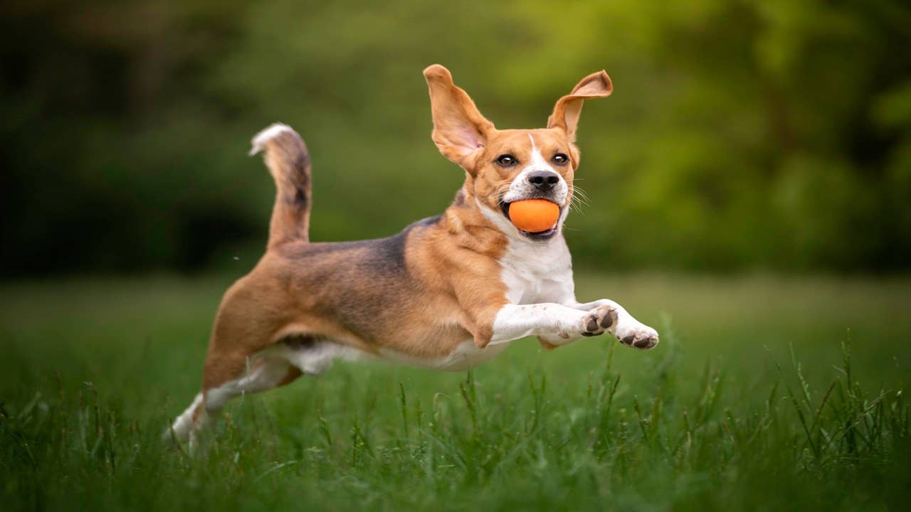 6 Dogs With Floppy Ears: Expert Tips, Traits, Health & More - Parade Pets