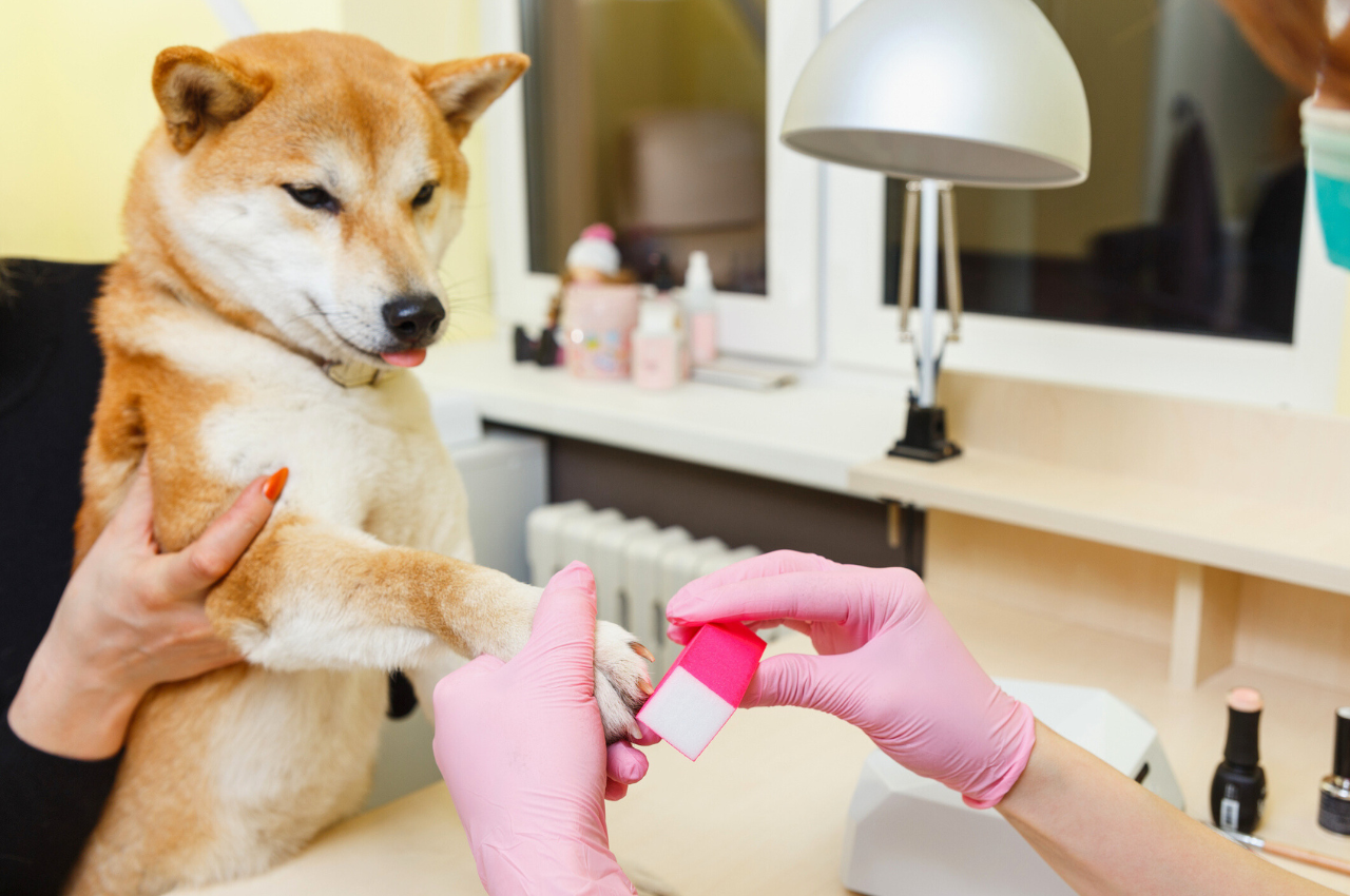 The #1 Reason Your Dog Needs a Pawdicure, According to a Vet - Parade Pets