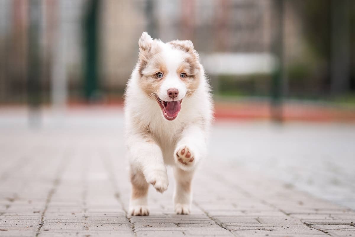 Little Australian Shepherd Puppy Does Tiny Kangaroo Hops in Adorable ...