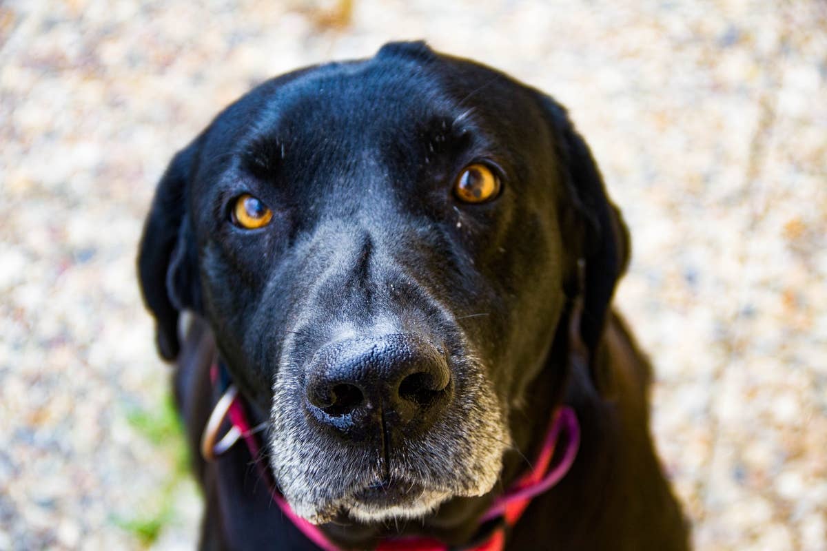 Black Labrador Who's 'Slowly Opening Her Heart Again' After Being ...